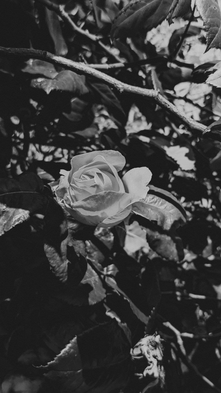 Robin Harrison – Art & Photography by Robin Harrison